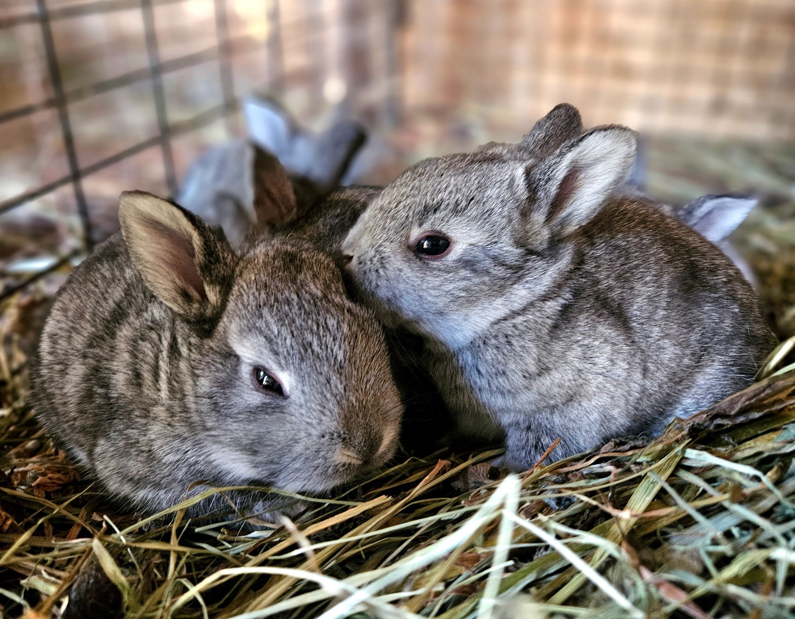 Rabbits | Saratoga Homestead